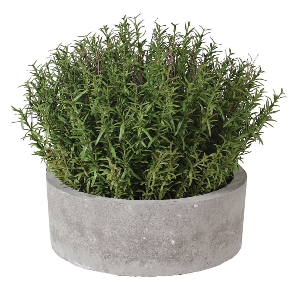 French Rosemary in Pot – Sarah Louise Interiors